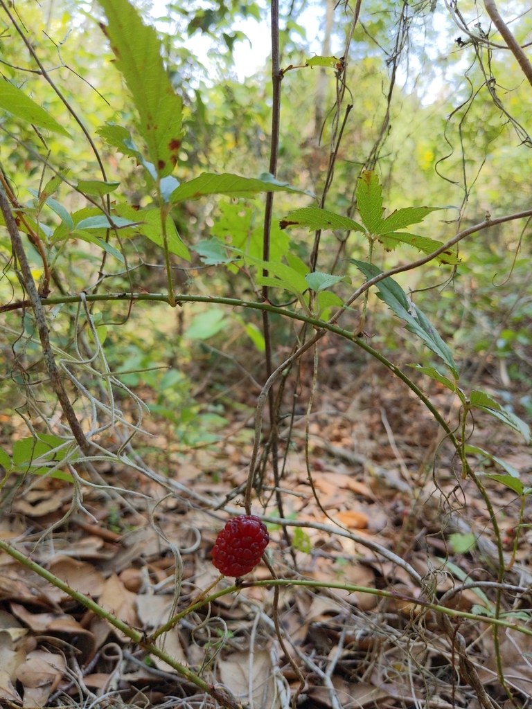 brambles from Dover, FL 33527, USA on April 15, 2021 at 12:57 PM by ...