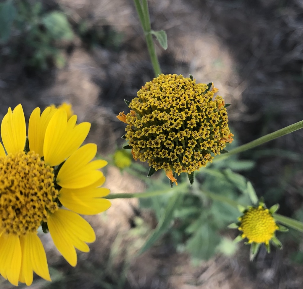 crownbeard from Davis Mountains State Park, Fort Davis, TX, US on ...