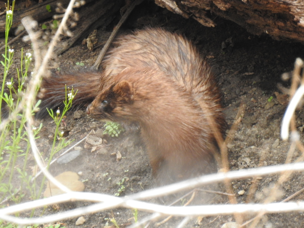 American Mink from Northwest Akron, Akron, OH, USA on April 15, 2021 at ...