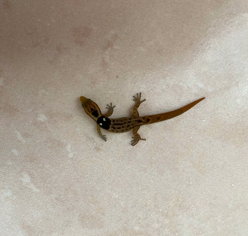 Big-scaled least gecko from Puerto Rico, Vega Alta, PR, US on April 15 ...