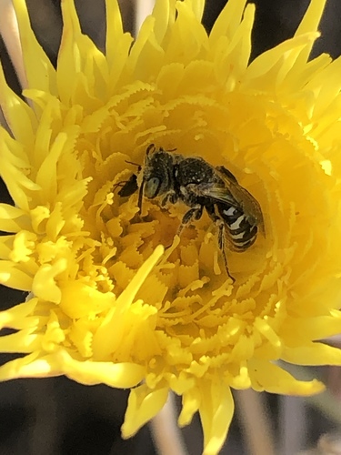 Desert Dandelion Fairy Bee (Perdita malacothricis) · iNaturalist