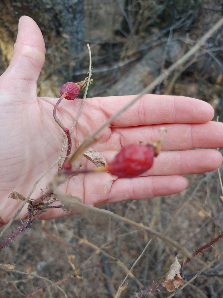Prickly Wild Rose from Edworthy Park, 5010 Spruce Drive Southwest ...