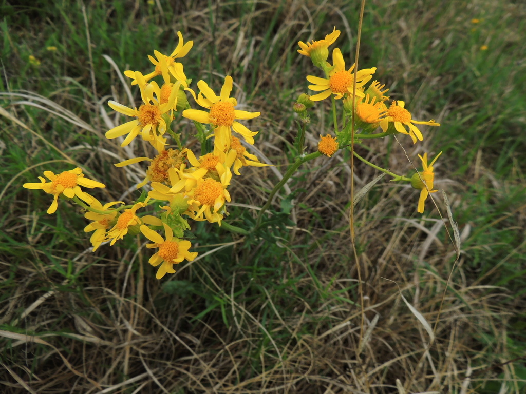 Prairie Groundsel from Carter County, OK, USA on April 15, 2021 at 11: ...