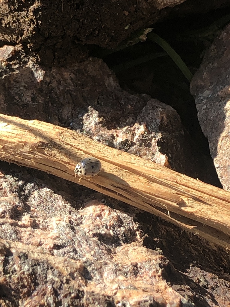 Ashy Gray Lady Beetle from Acacia Park, Henderson, NV, US on April 15 ...