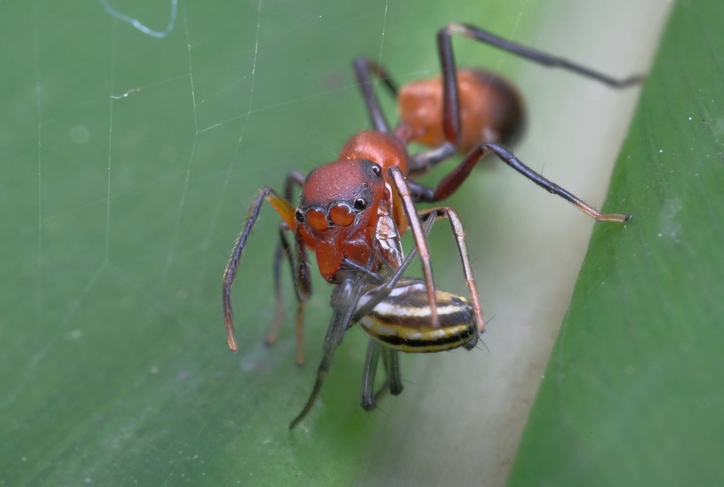 Japanese Ant-mimic Spider from Tai Po, HK on April 02, 2017 by 原生 ...