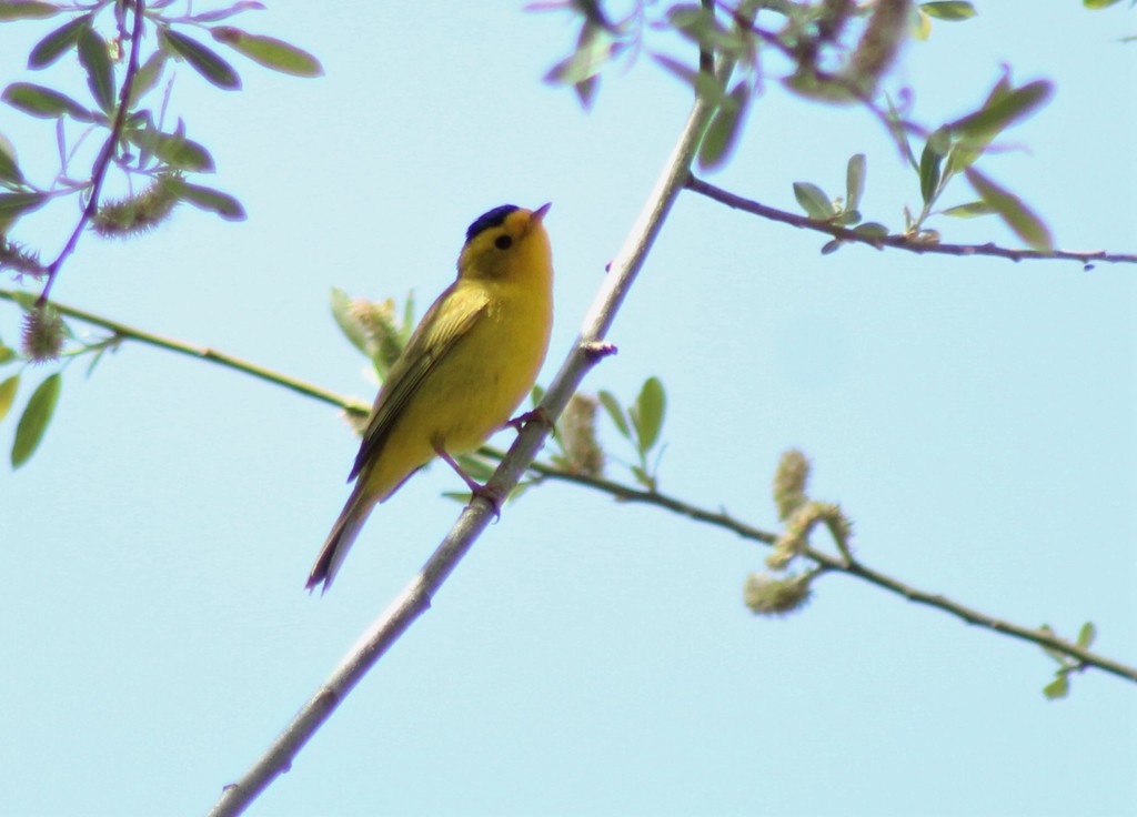 Wilson's Warbler from San Diego County, CA, USA on April 15, 2021 at 12 ...