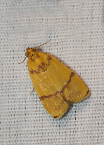 Imma campsigramma · iNaturalist