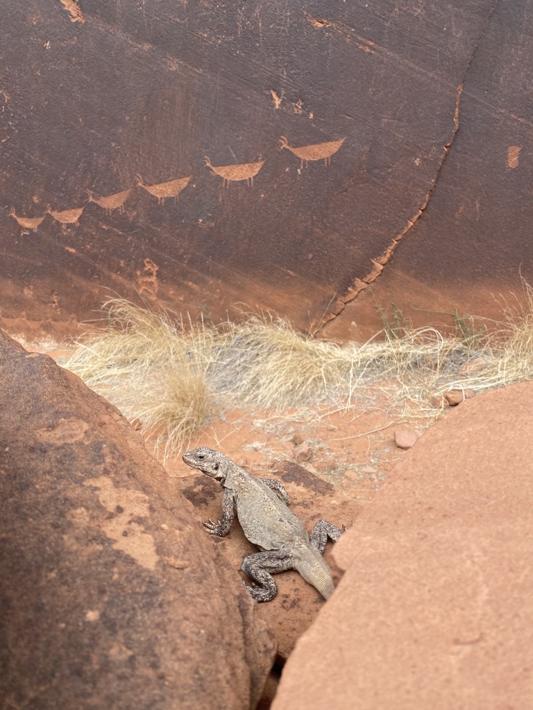 Common Chuckwalla from Colorado River, Marble Canyon, AZ, US on April ...