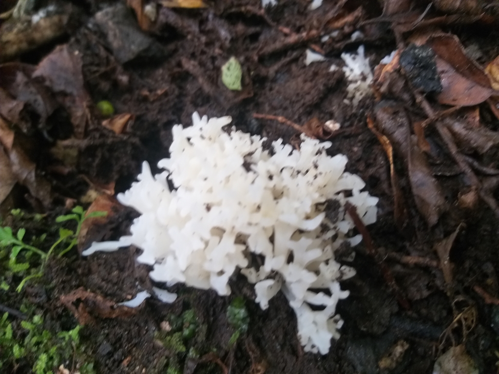 antler and spindle fungi from Southland, NZ-SO, NZ on April 16, 2021 at ...