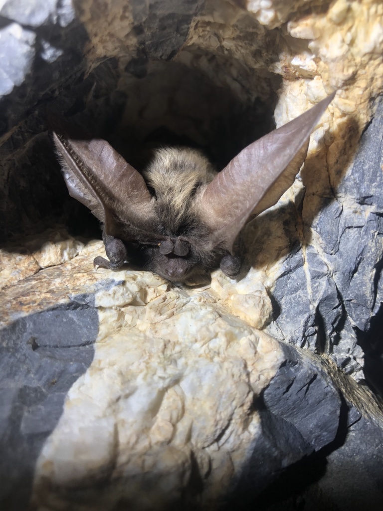 Allen's Big-eared Bat (Idionycteris phyllotis) - Know Your Mammals