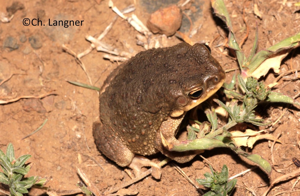 Indus Valley Toad from Daundaj Gaon, Maharashtra, Indien on July 18 ...
