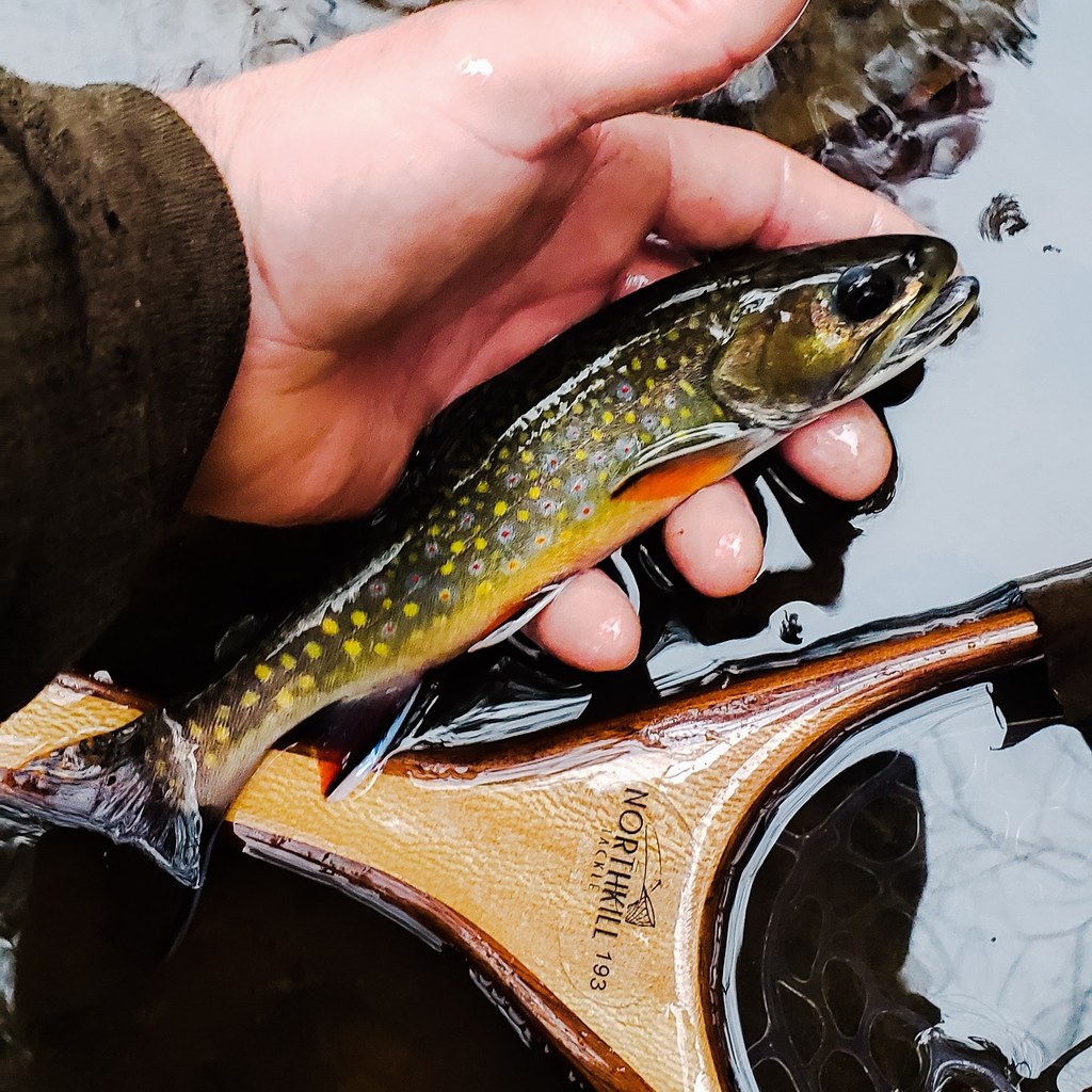 Brook Trout from Perry County, PA, USA on April 10, 2021 at 12:15 PM by ...