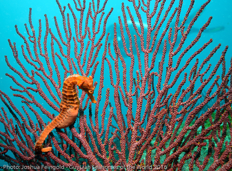 Giant Seahorse in June 2012 by seahorses_of_the_world. Joshua Feingold ...