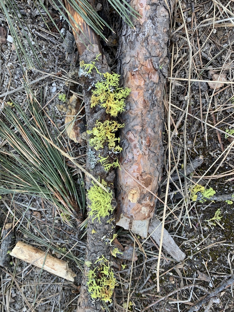 Brown-eyed Wolf Lichen from Lake Cascade State Park, Cascade, ID, US on ...