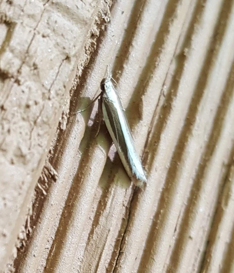 Juniper Webworm Moth from J. Bayard Clark Park & Nature Center on April ...