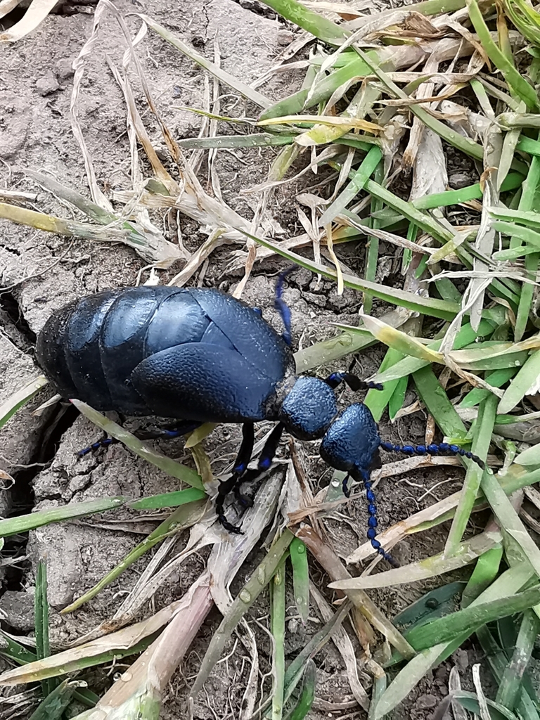 Black Oil Beetle from Old Post Office, Haverfordwest SA62 3UN, UK on ...
