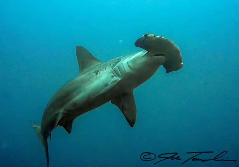 Scalloped Hammerhead in June 2005 by Joe Tomoleoni · iNaturalist