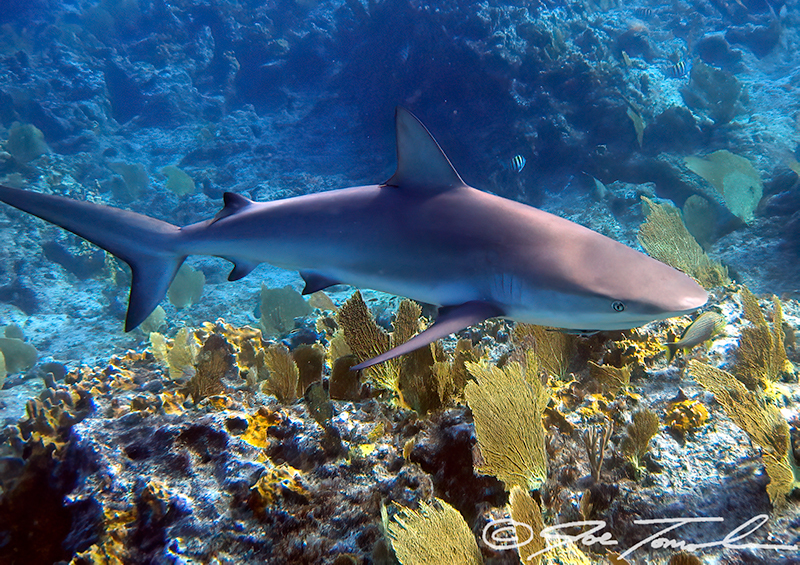 Caribbean Reef Shark in January 2005 by Joe Tomoleoni · iNaturalist