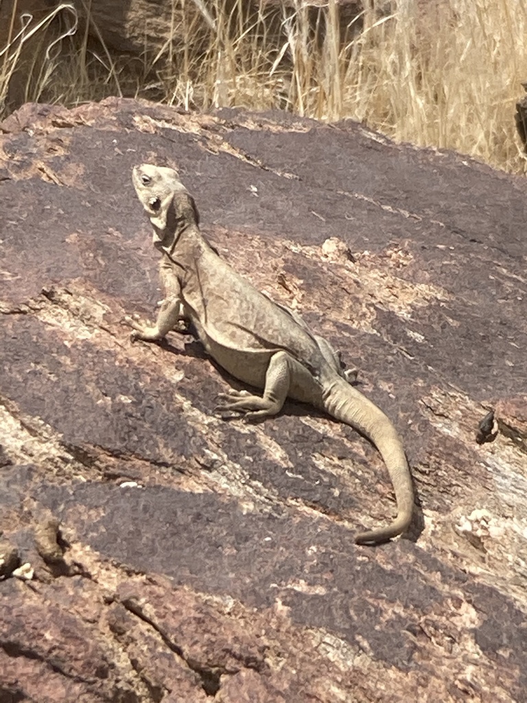 Common Chuckwalla from Palm Springs, CA, US on April 15, 2021 at 12:52 ...