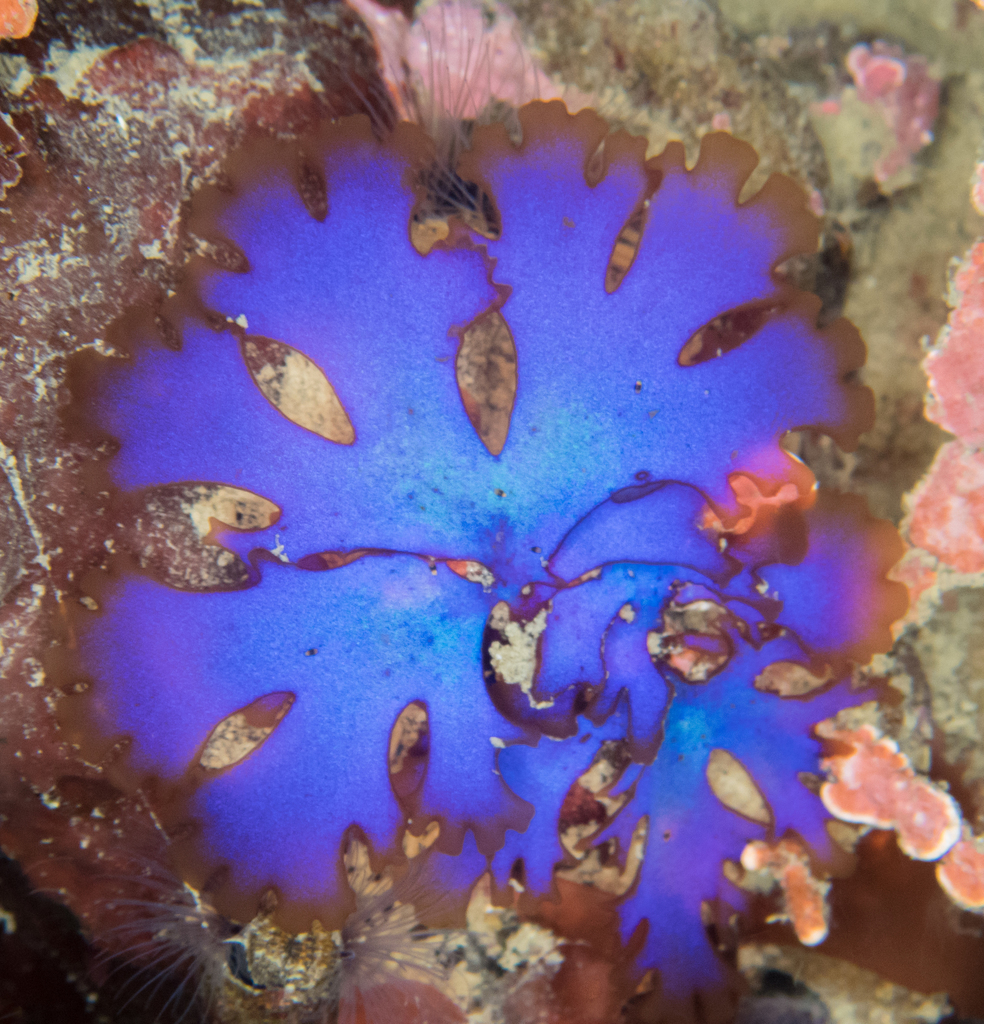 Red Algae Rhodophyta
