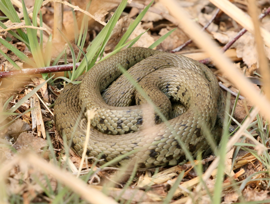 barred grass snake in April 2021 by Jane Dixon · iNaturalist