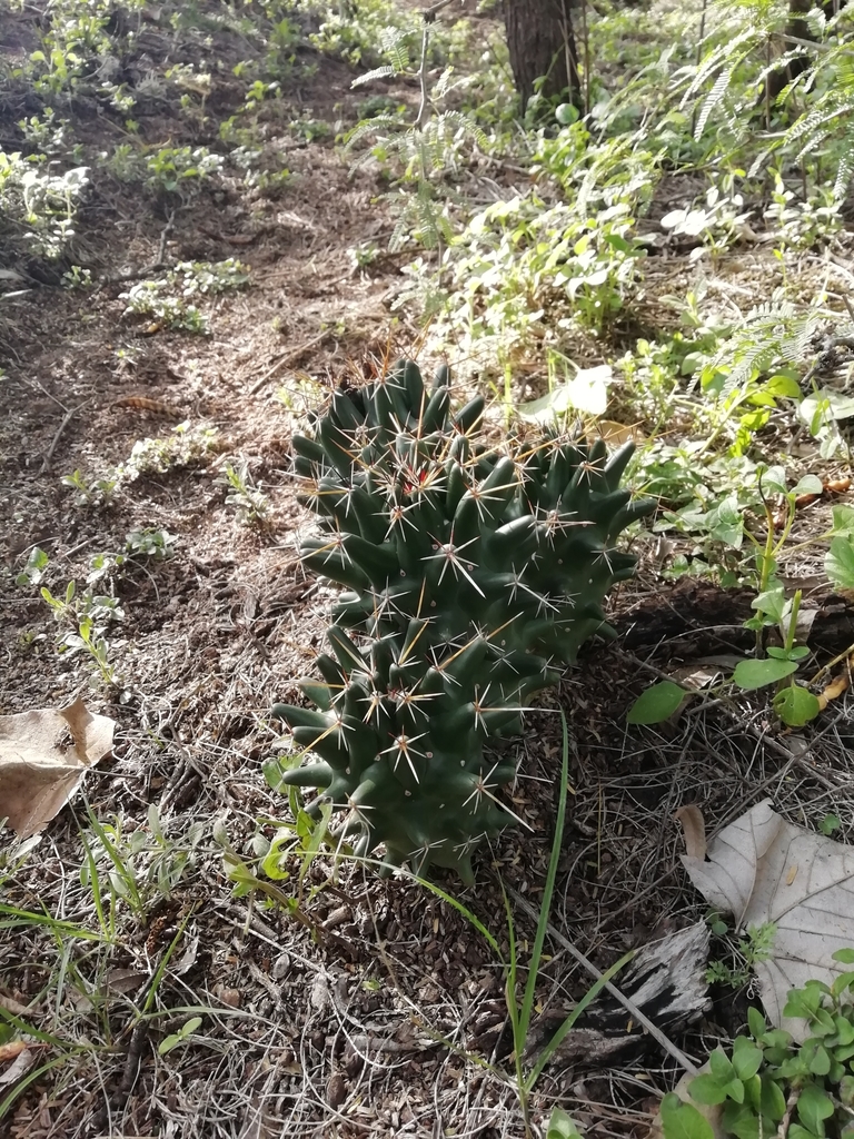 Coryphantha octacantha from Zaragoza, S.L.P., México on August 2, 2020 ...