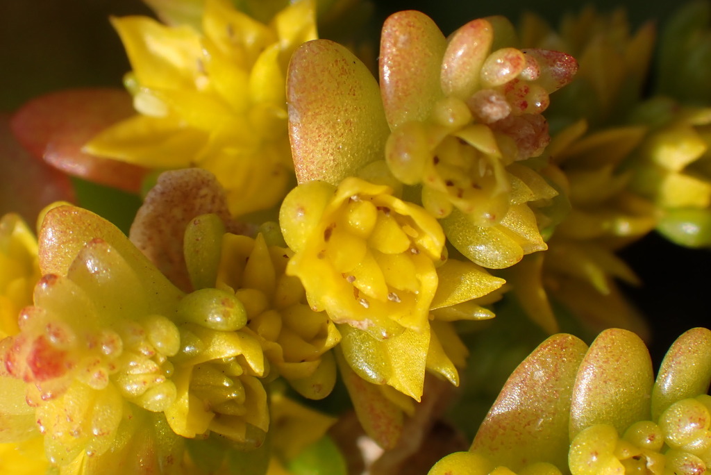 Lesser Mexican-stonecrop from Eastney, England, UK on April 16, 2021 at ...