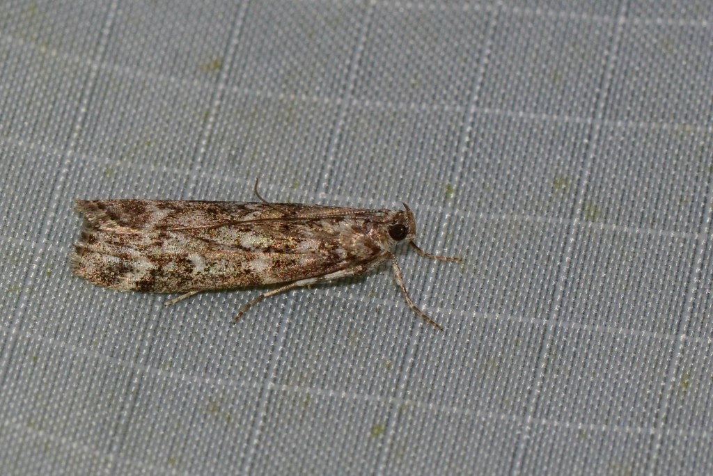 Spruce Coneworm Moth from Rue Beach Métis-sur-Mer, QC, Canada on August ...