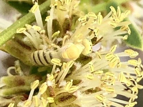 Virgin River Fairy Bee (Perdita crotonis)