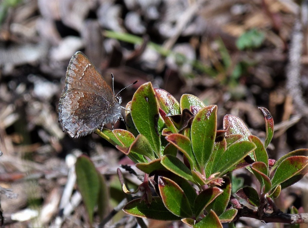 Callophrys polios maritima in April 2021 by svillebirder · iNaturalist