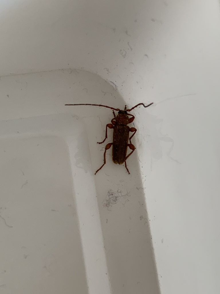 Tanbark Borer in April 2021 by wiety · iNaturalist