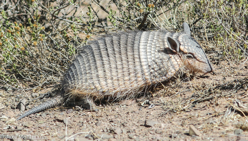 Screaming Hairy Armadillo (Chaetophractus vellerosus) · iNaturalist