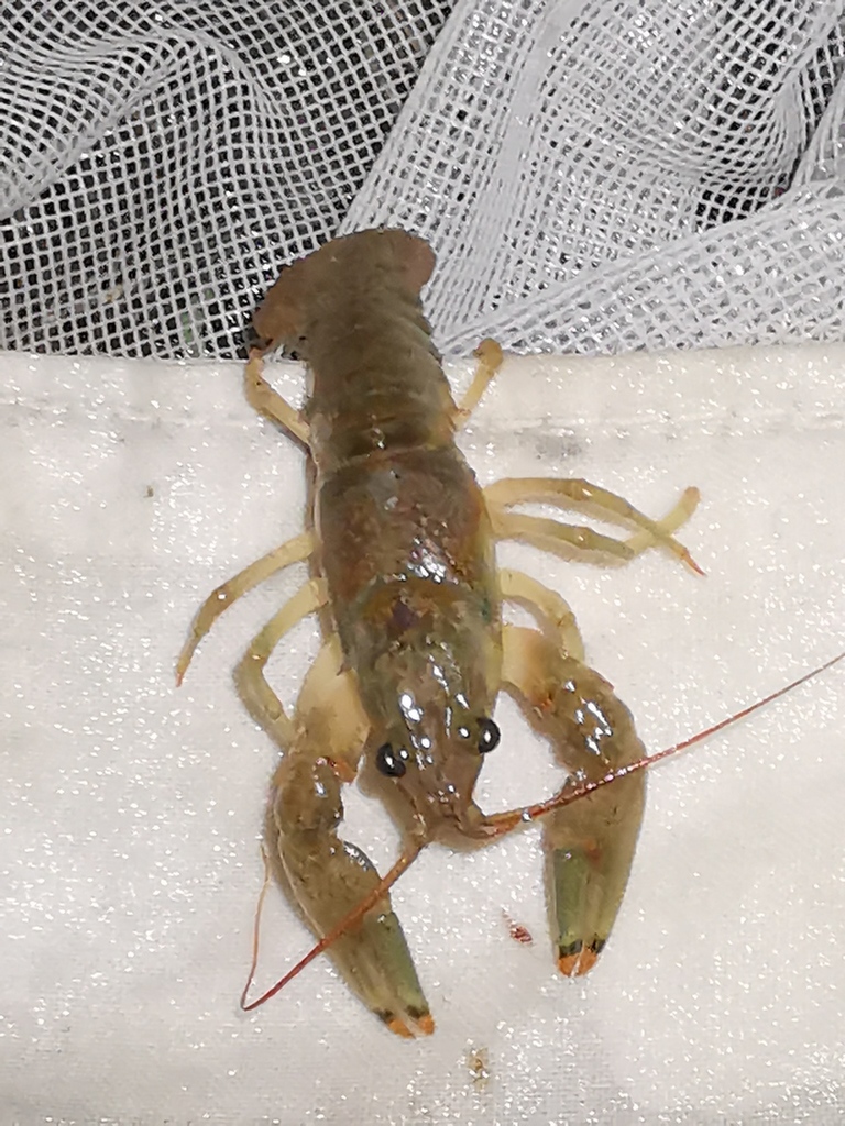 Rusty Crayfish from Rouge, Toronto, ON, Canada on April 15, 2021 at 10: ...