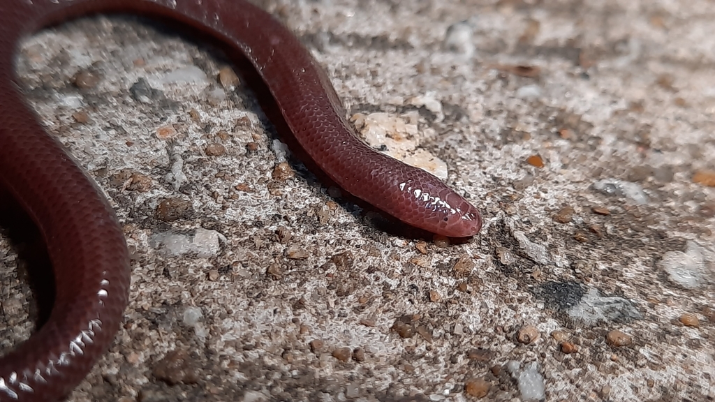 Dibamus bogadeki in April 2021 by Tom Lee · iNaturalist