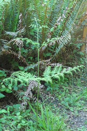 Bracken Fern (Camano Island St Pk-All Species) · iNaturalist