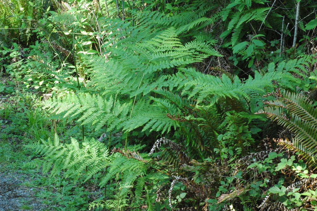 Bracken Fern (Camano Island St Pk-All Species) · iNaturalist