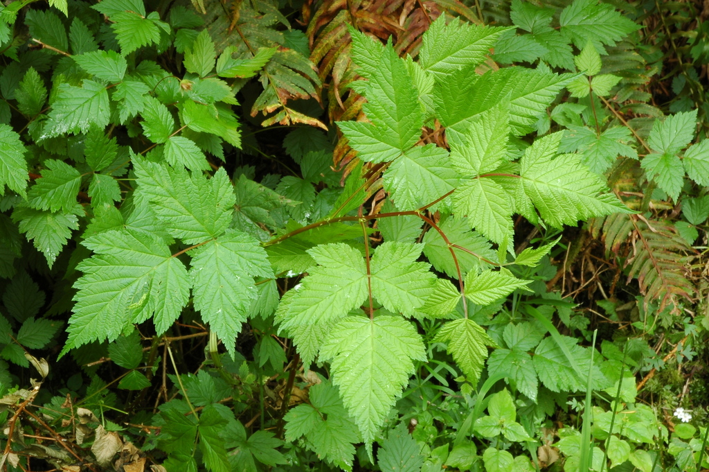 Salmonberry (Cama Beach St Pk-Common Species) · iNaturalist
