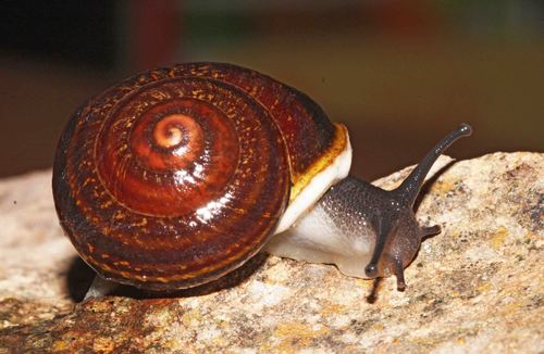 Hemicycla glasiana · iNaturalist United Kingdom