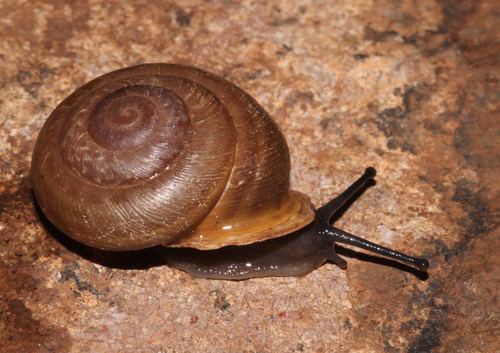 Hemicycla psathyra · iNaturalist