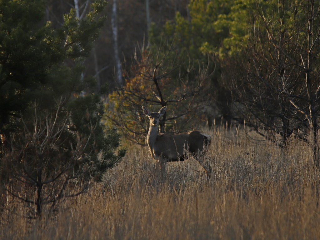 Red Deer from Ivankivs'kyi, Kiev, Ukraine on April 17, 2021 at 07:09 PM ...