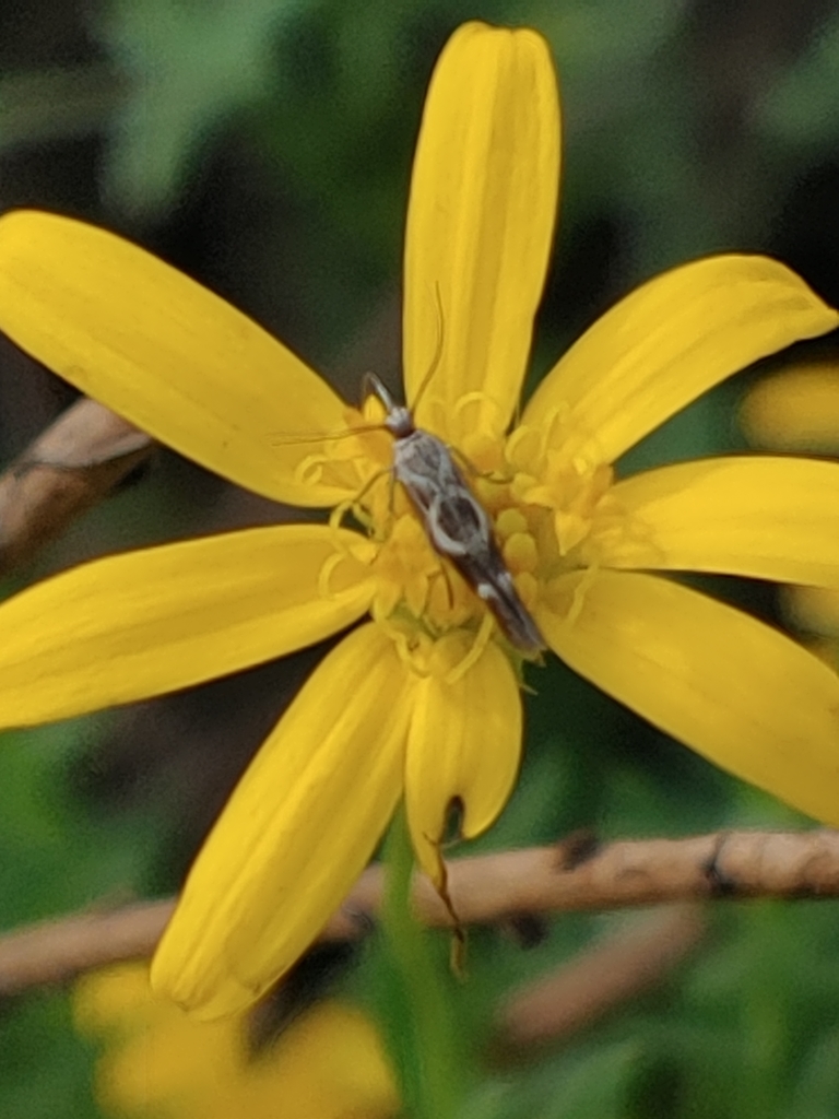 Butterflies and Moths from Garden Ridge, TX, USA on April 17, 2021 at ...