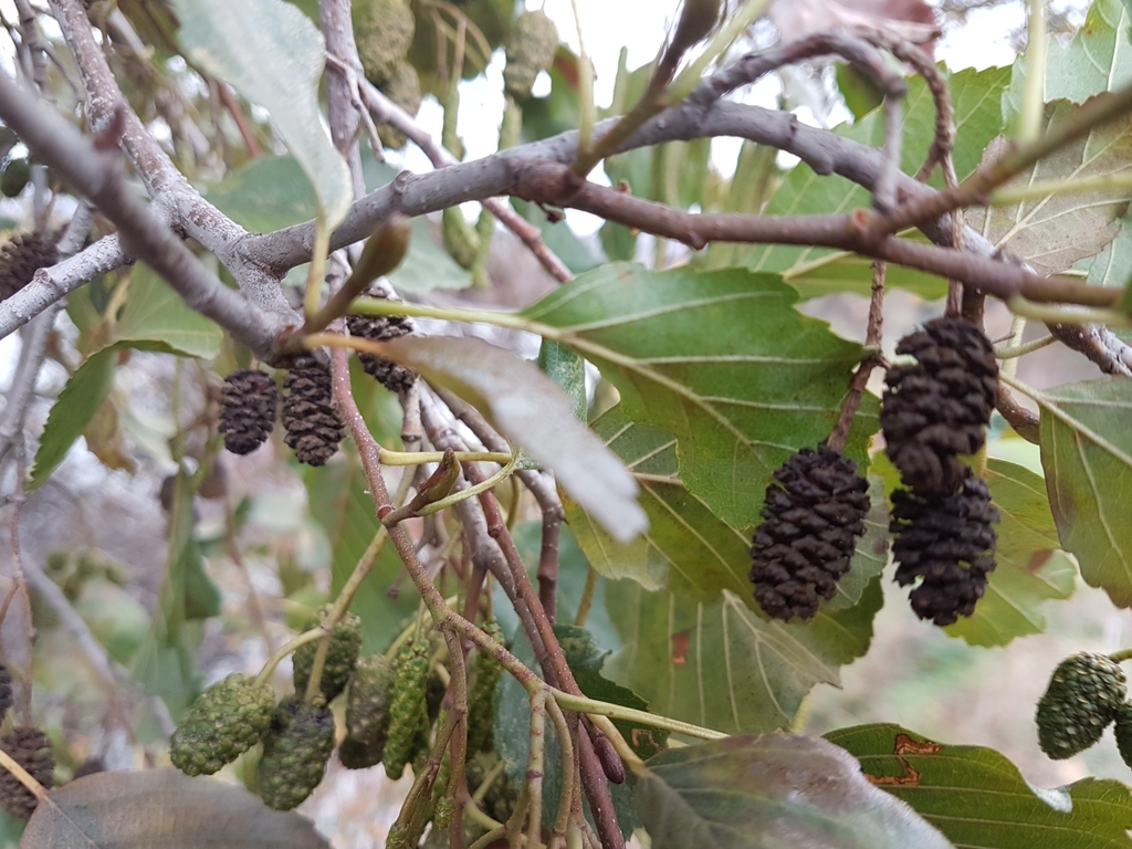 Iberian Alder from EM537, 5100, Portugal on December 1, 2017 at 02:44 ...