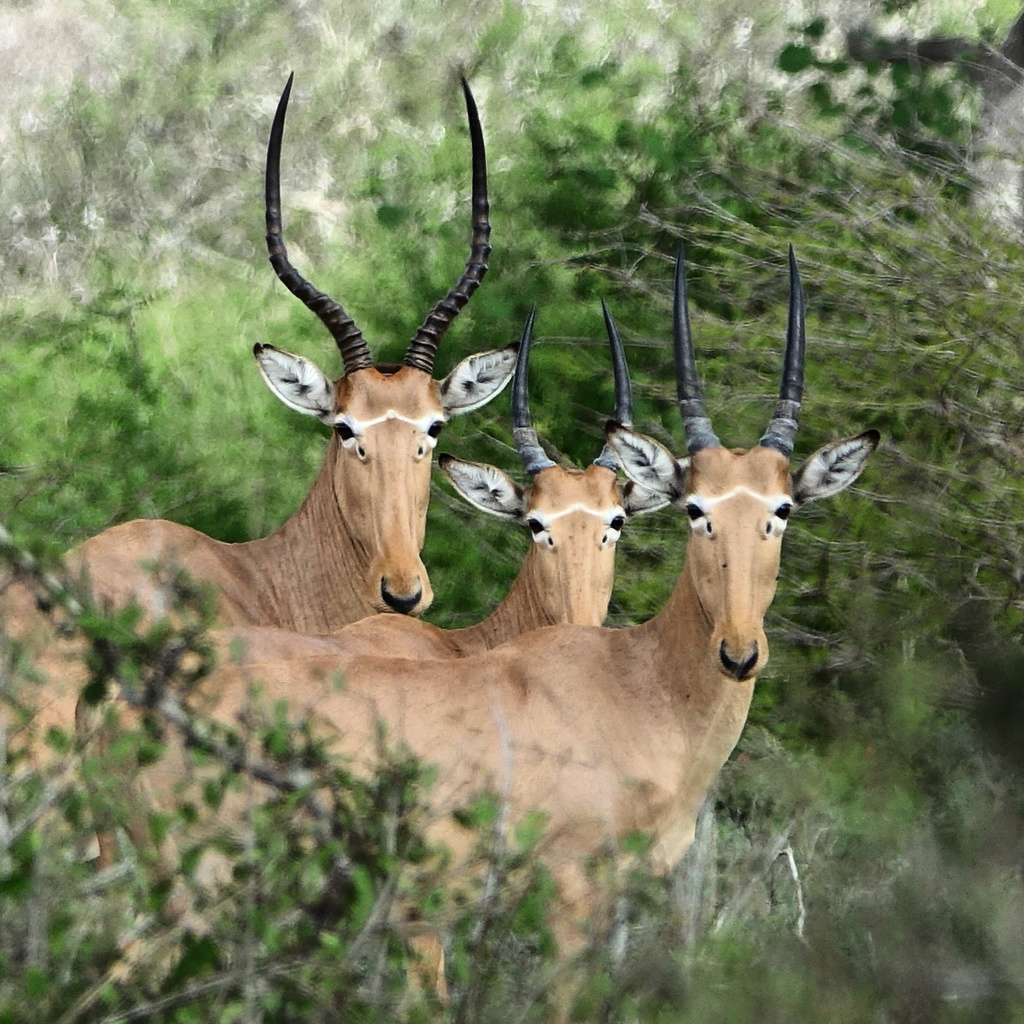 hirolas (Beatragus) - Know Your Mammals