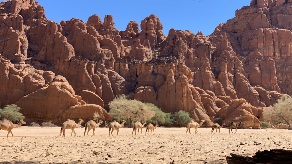 Dromedary Camel from Borkou, TD on November 29, 2020 at 12:55 PM by ...