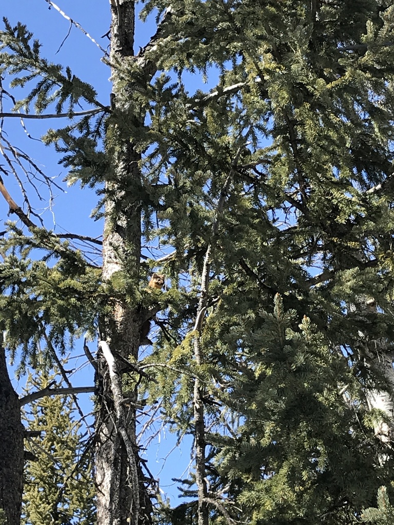 Pacific Marten in April 2021 by sbmoberg · iNaturalist