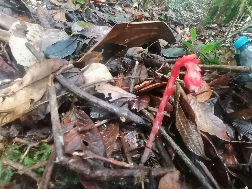 red Indian pipe from Tarqui, Huila, Colombia on April 14, 2021 at 12:34 PM by Juan Sebastian ...