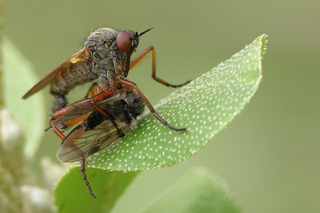 Dance Flies from Patuxent Research Refuge, Prince George's, Maryland ...