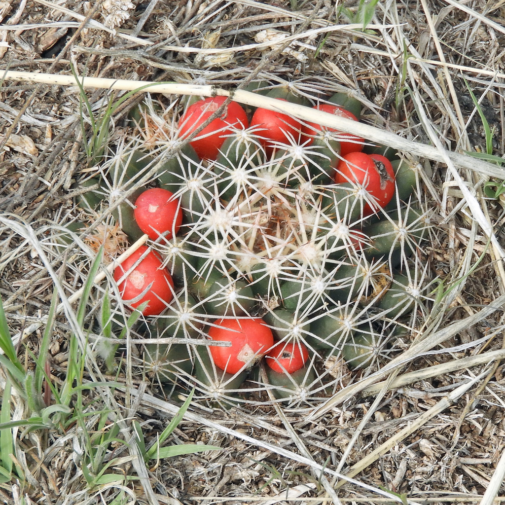 Missouri Foxtail Cactus from Amarillo, TX, USA on April 17, 2021 at 03: ...