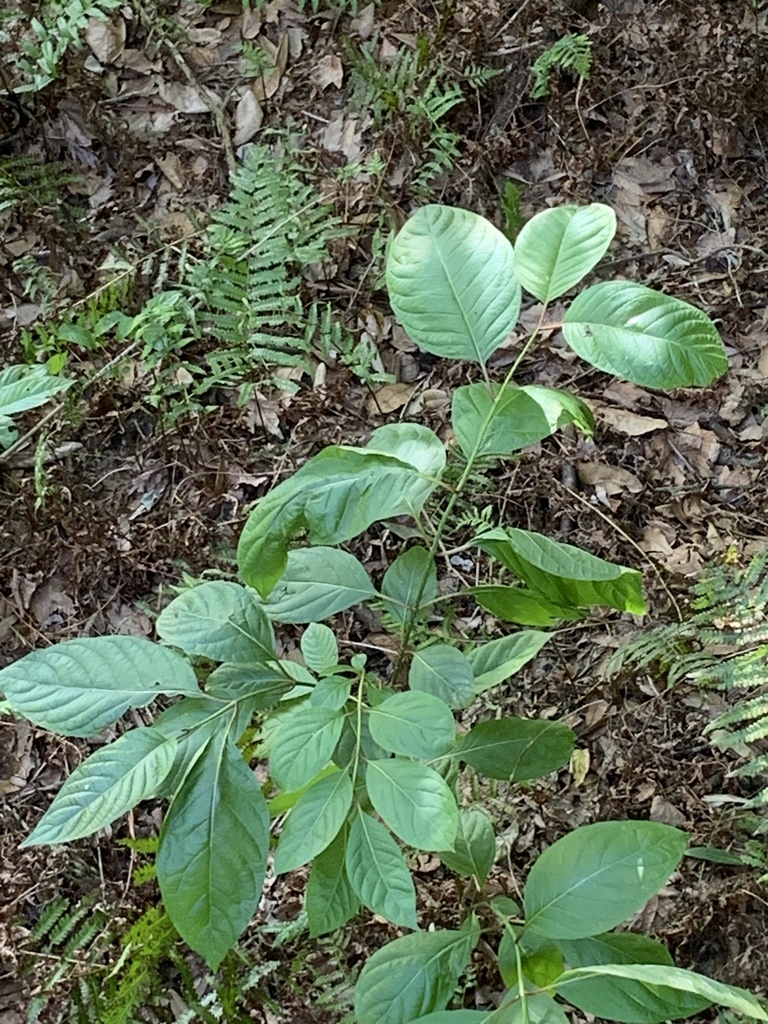 Black Tupelo from Turkey Creek Sanctuary, Palm Bay, FL, US on April 18 ...