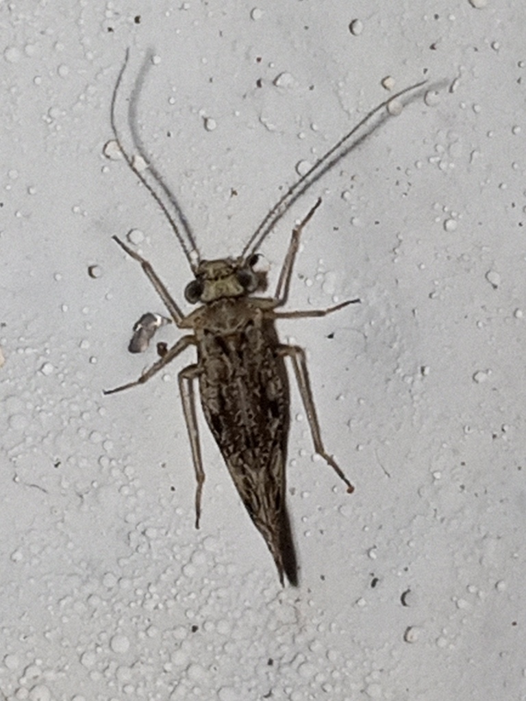 Common Barklice from Tunis, Tunisia on April 16, 2021 at 09:23 PM by ...